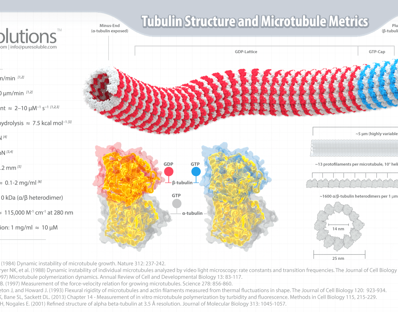 Christopher Strachan - Tubulin Structure and Microtubule Infographics