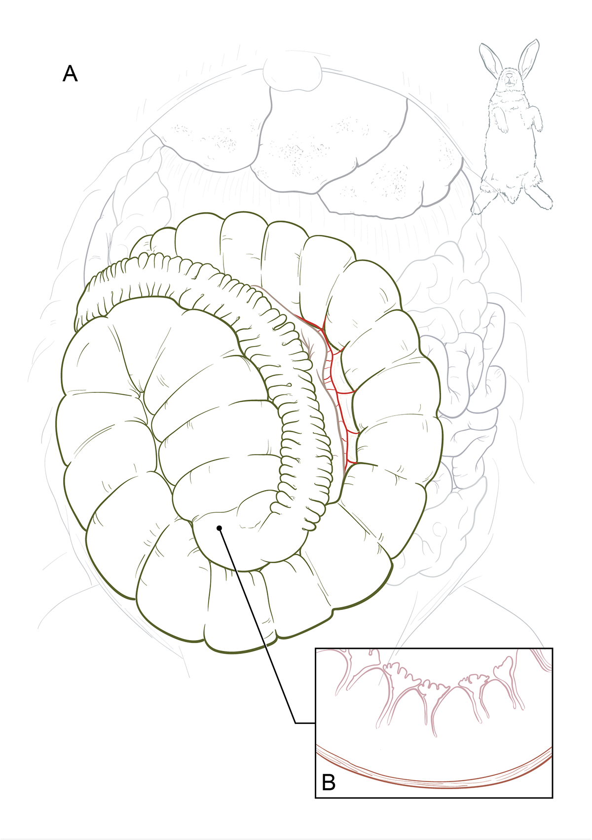 Medical and Veterinary Illustration by Diogo Guerra - RABBIT APPENDIX ...