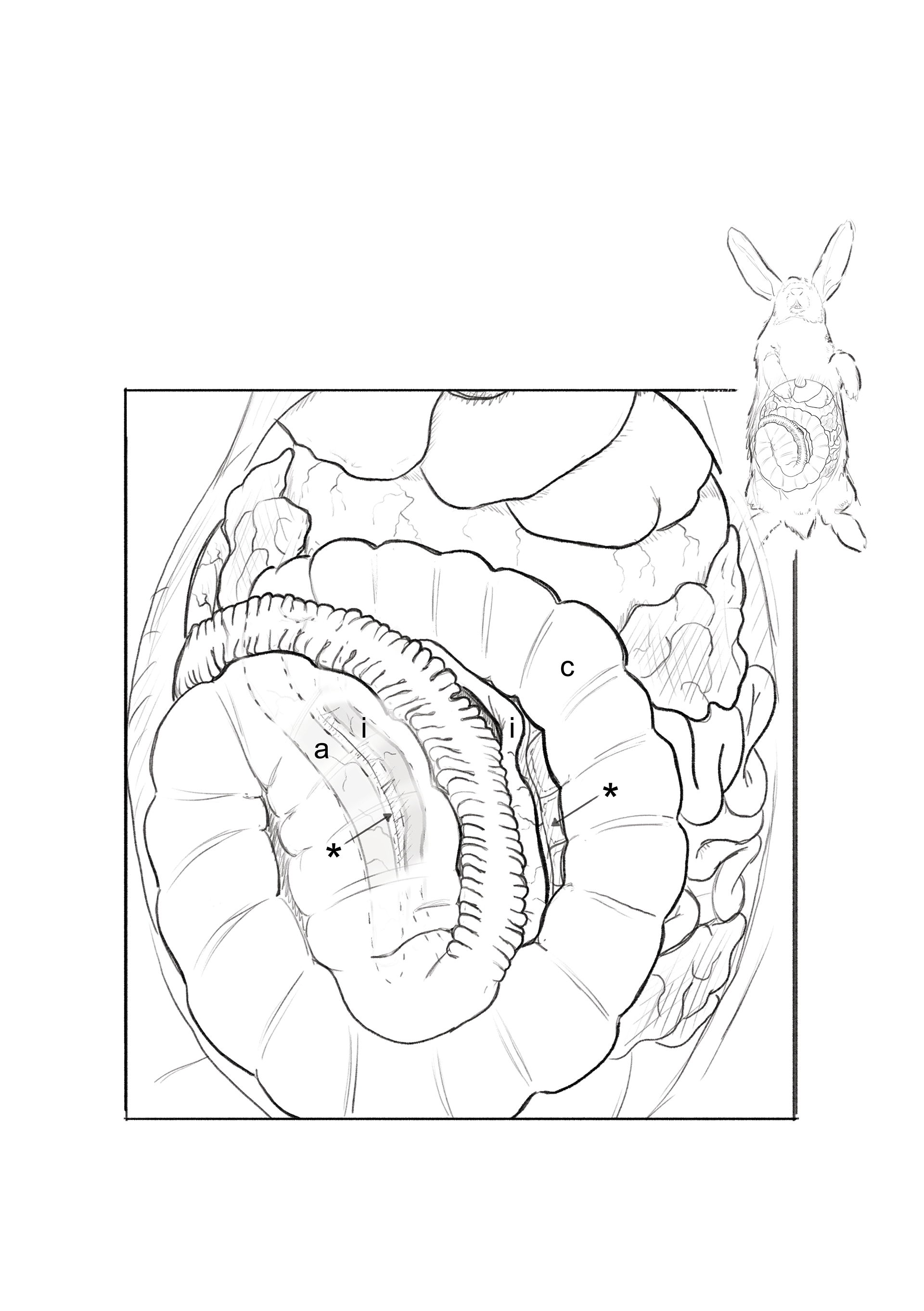 Medical and Veterinary Illustration by Diogo Guerra - RABBIT APPENDIX ...