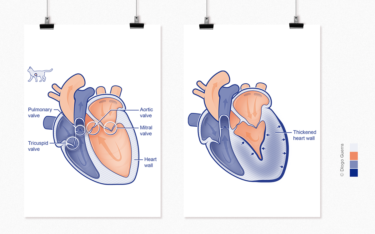 Medical and Veterinary Illustration by Diogo Guerra - VETERINARY ...