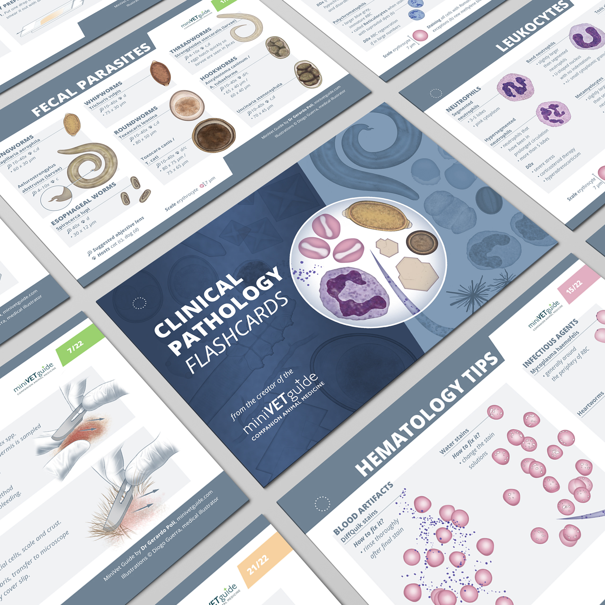 Medical and Veterinary Illustration by Diogo Guerra - RABBIT APPENDIX ...