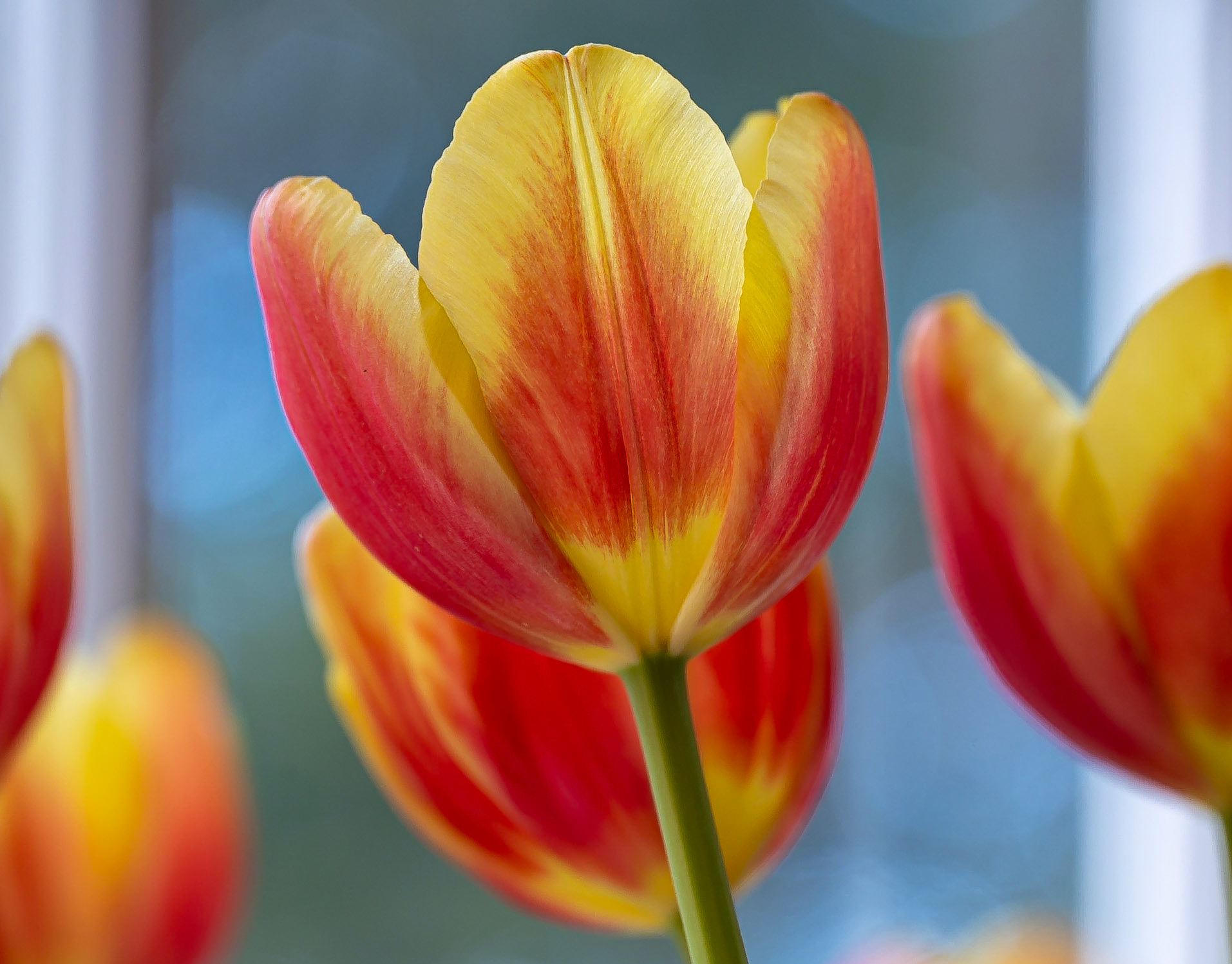 Richard Riegel - Galleries