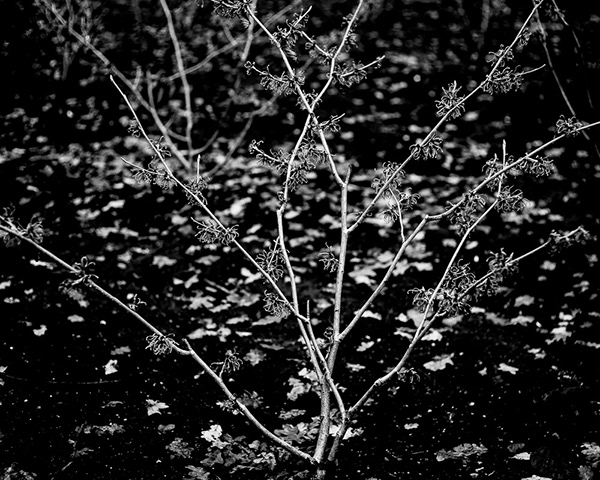 Simon Maxwell Photography - Landscape