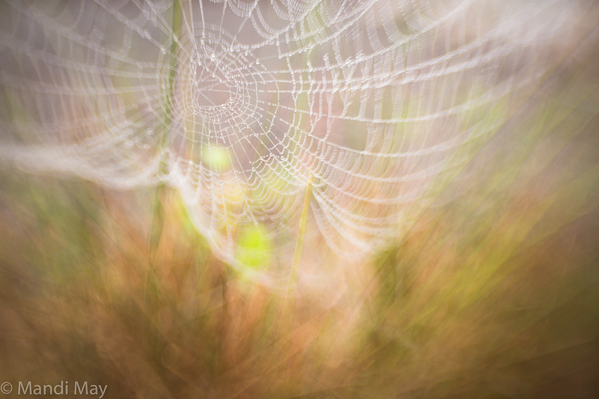 Mandi May | Fine Art Photography and Monotypes - Abstract