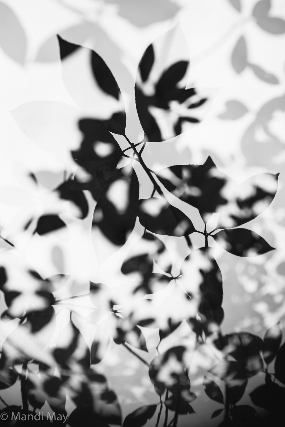 Mandi May | Fine Art Photography and Monotypes - Abstract and Flora