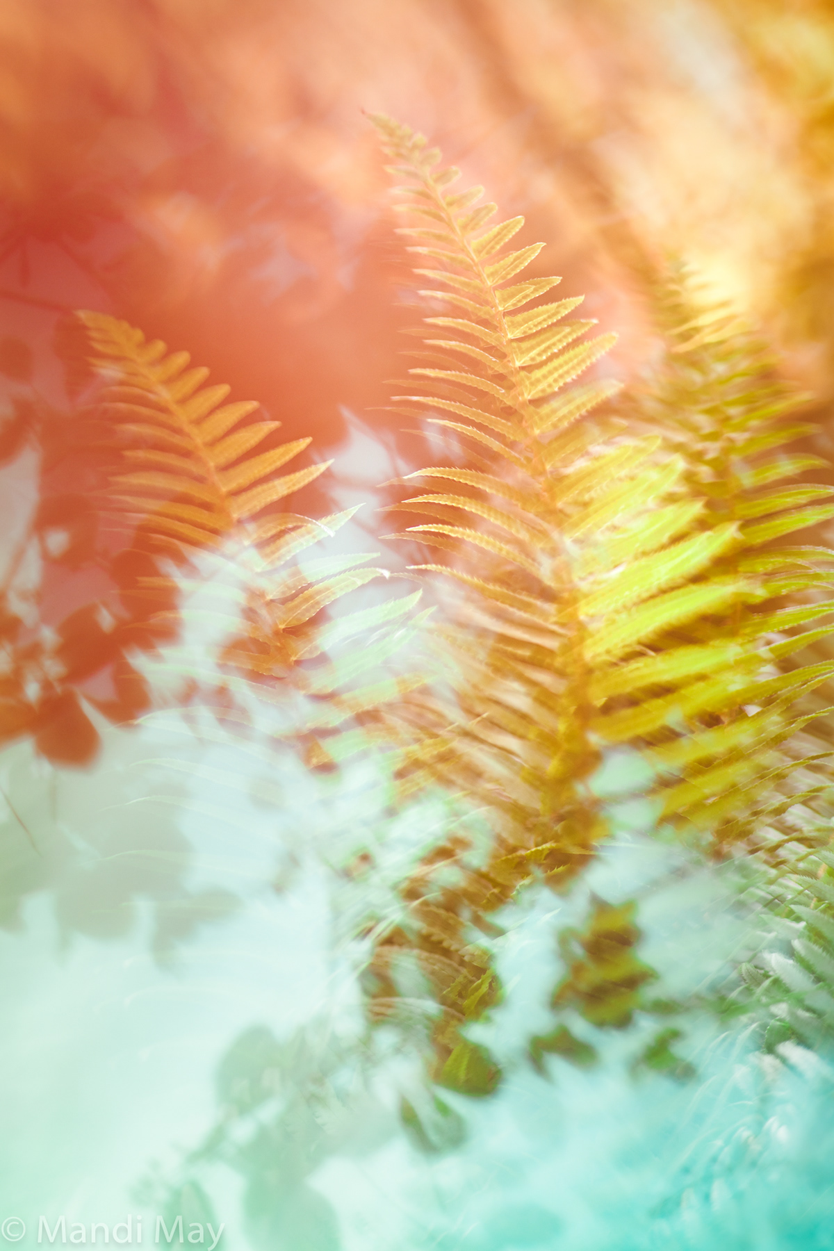 Mandi May | Fine Art Photography and Monotypes - Abstract and Flora