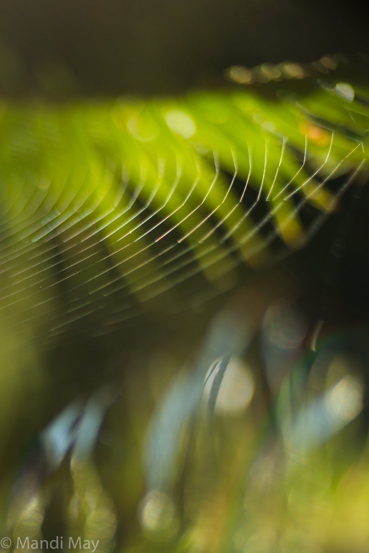 Mandi May | Fine Art Photography and Monotypes - Abstract