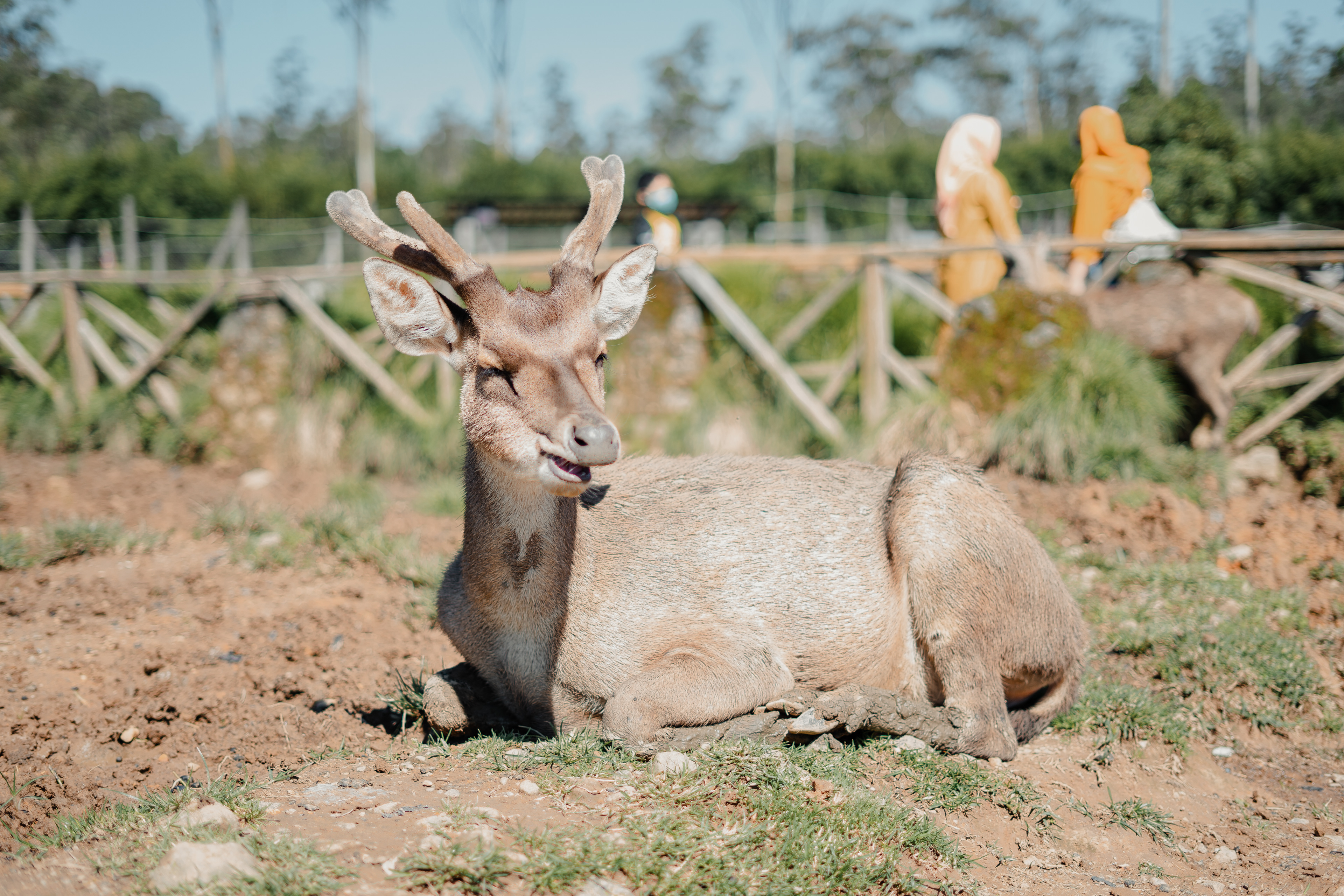 Ocular Digital Studio - Wildlife Photography