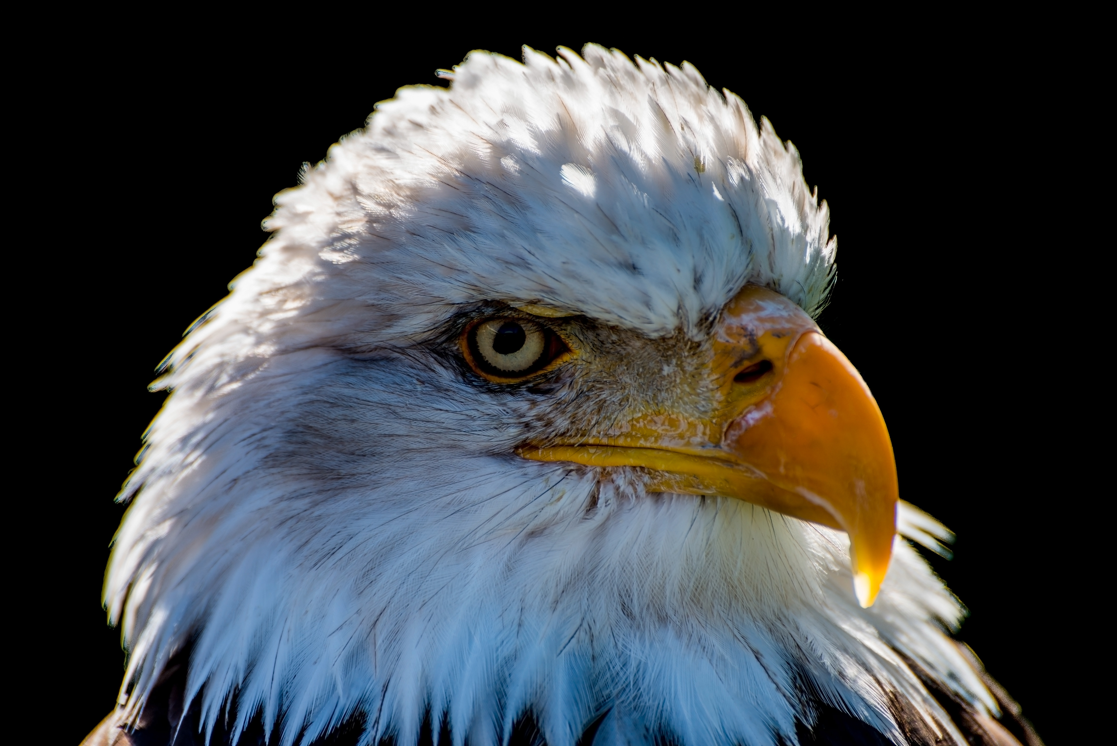 Barry Chambers - Raptors