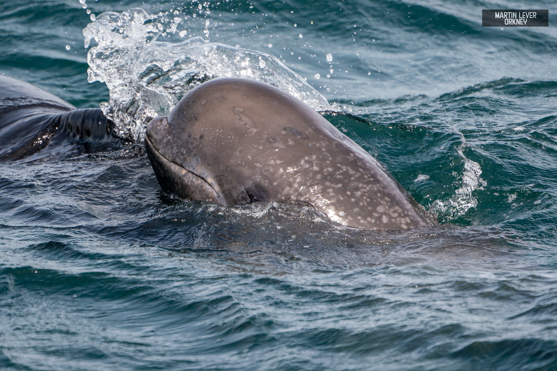 martin lever | photographer - Pilot Whales in Kirkwall Harbour