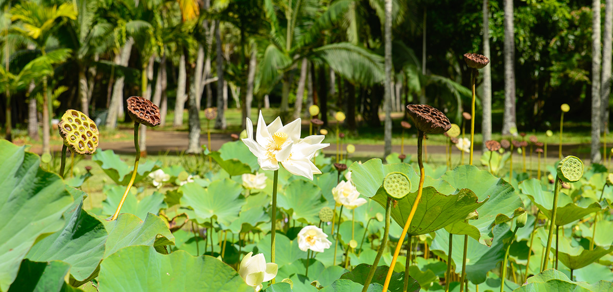 The World Through My Eyes - Travelogue Photography - Mauritius Island