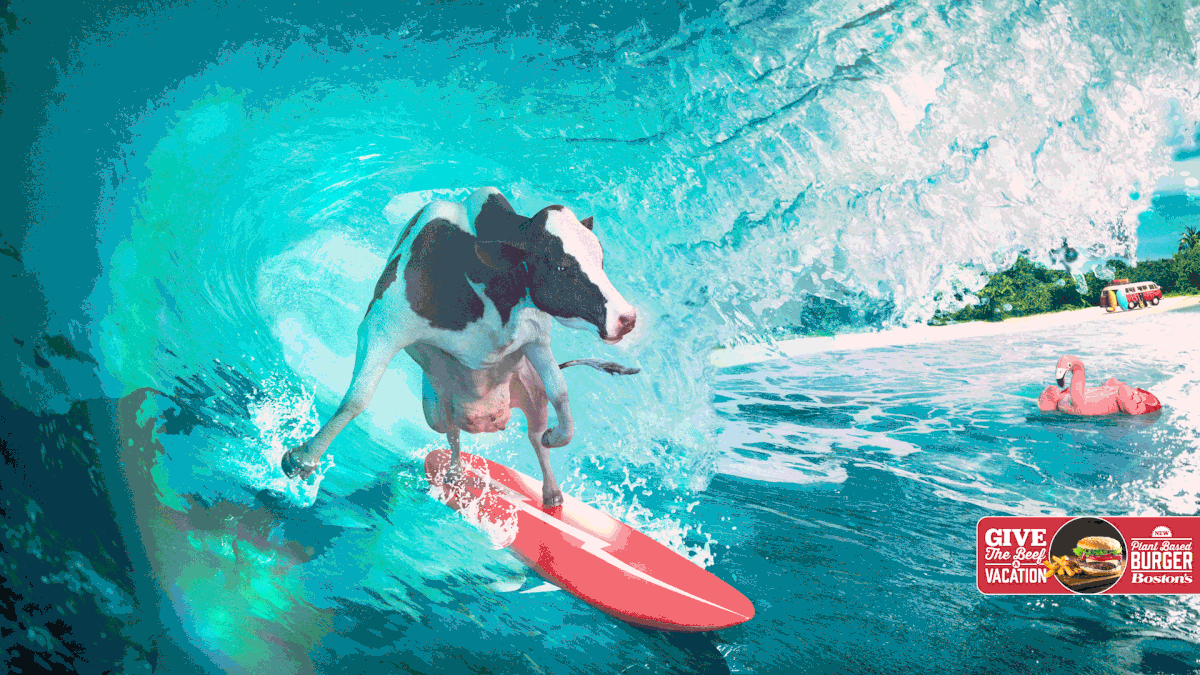 MR. FLAMA - BOSTON'S COWS