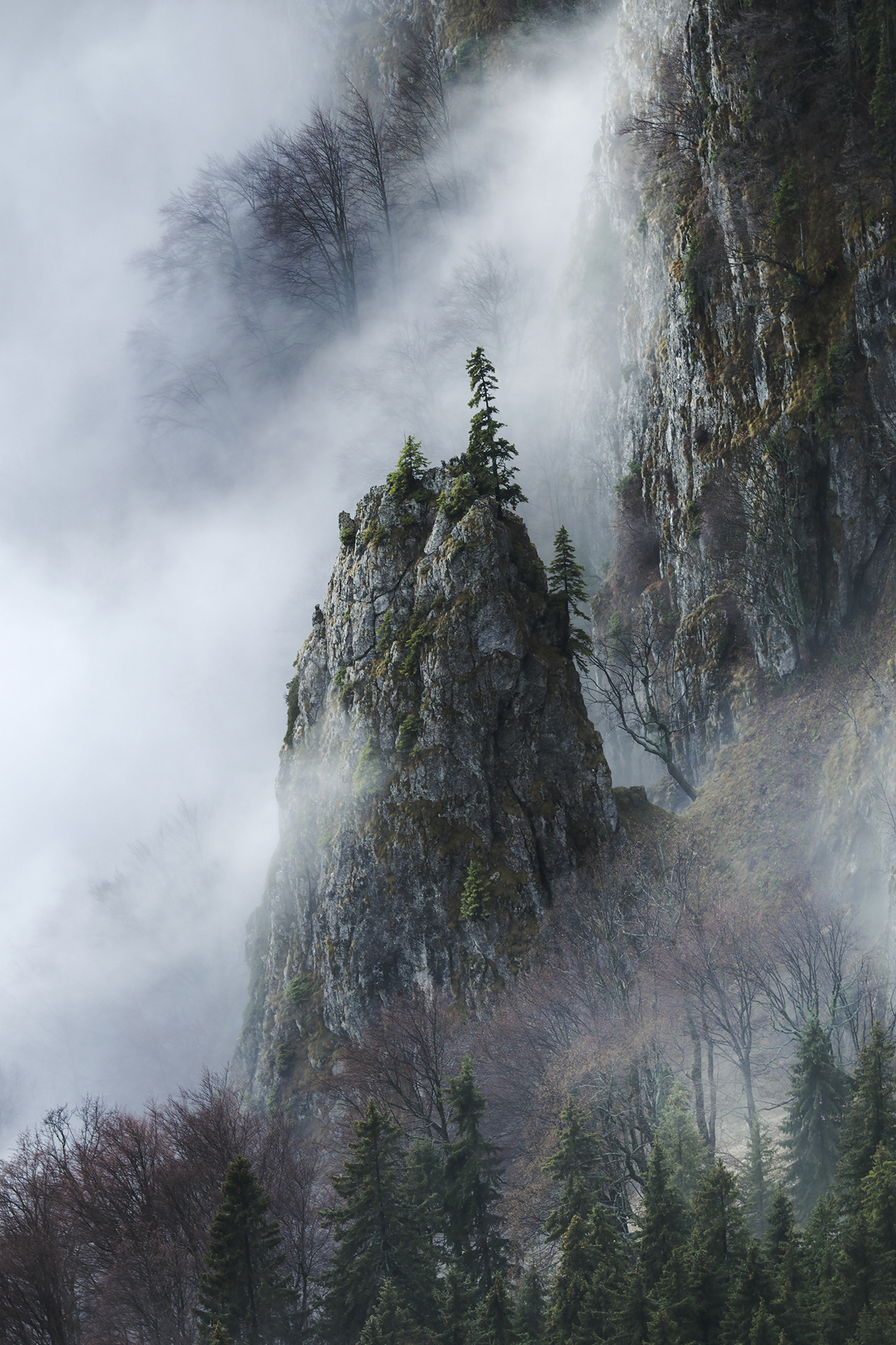 Andrei Lazar - wildlife & nature photography