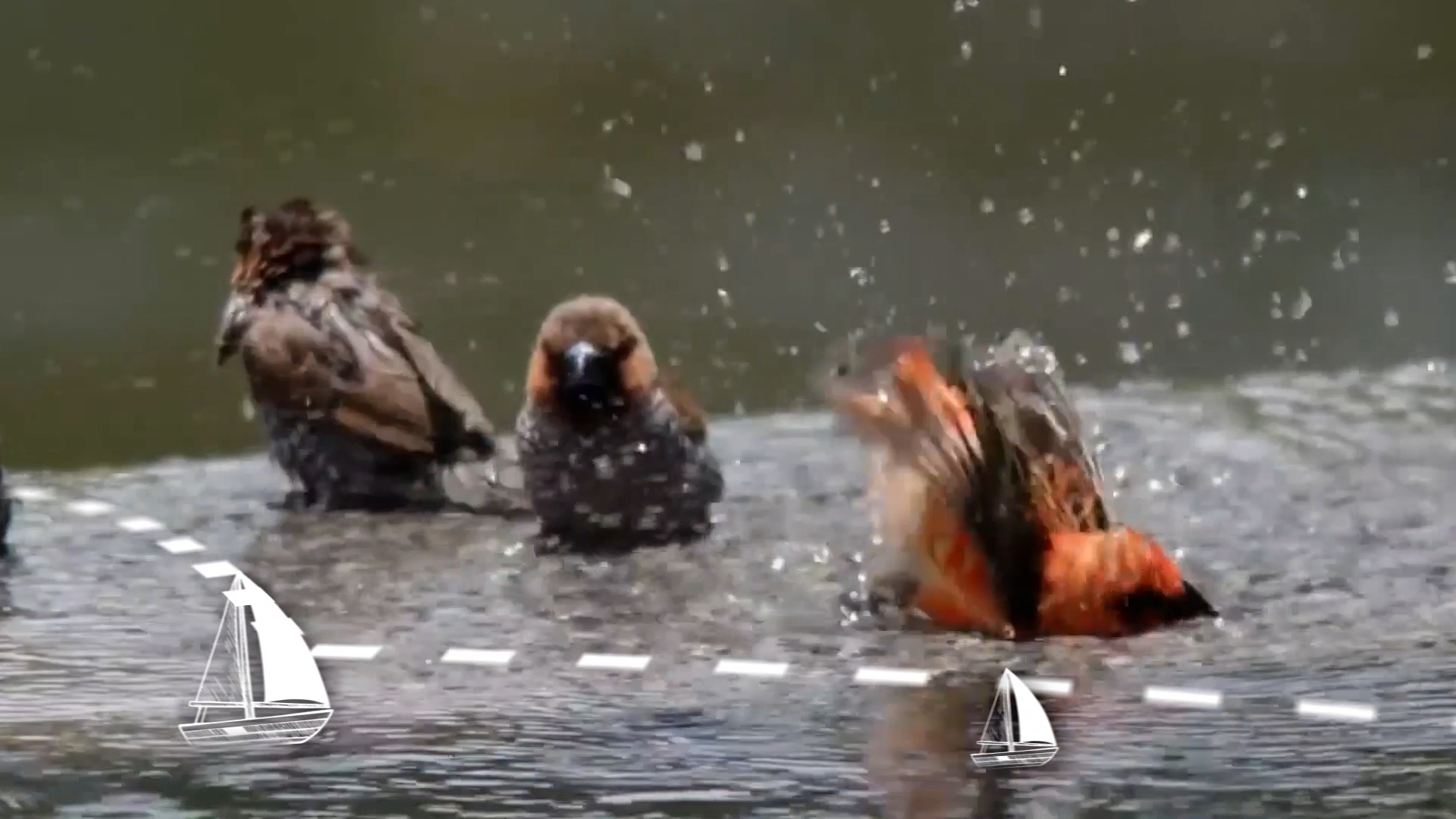 Pixel Render - Phoenix Bev - Lesprit Zil