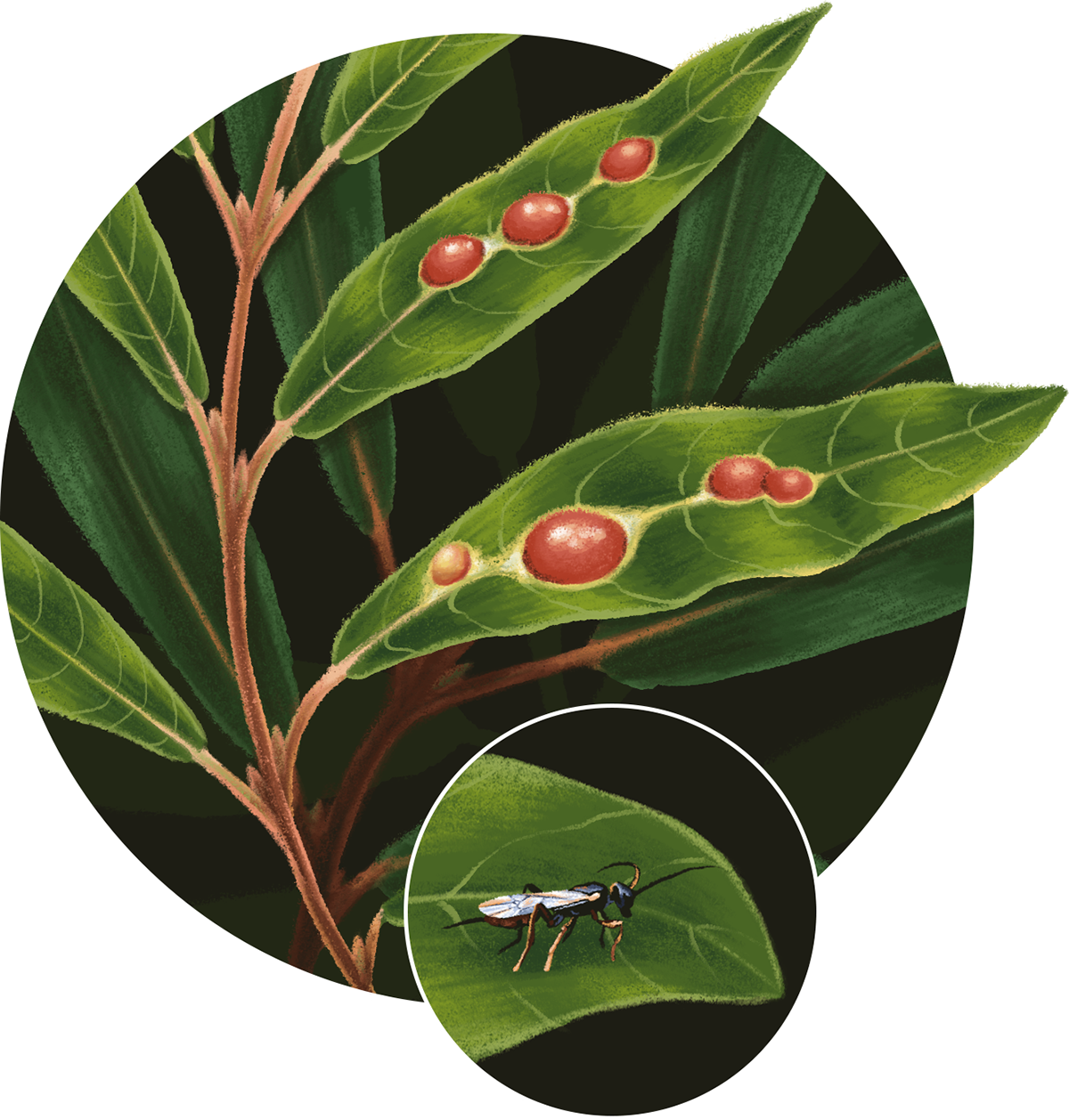 Adara Koivula - Highlighted Projects