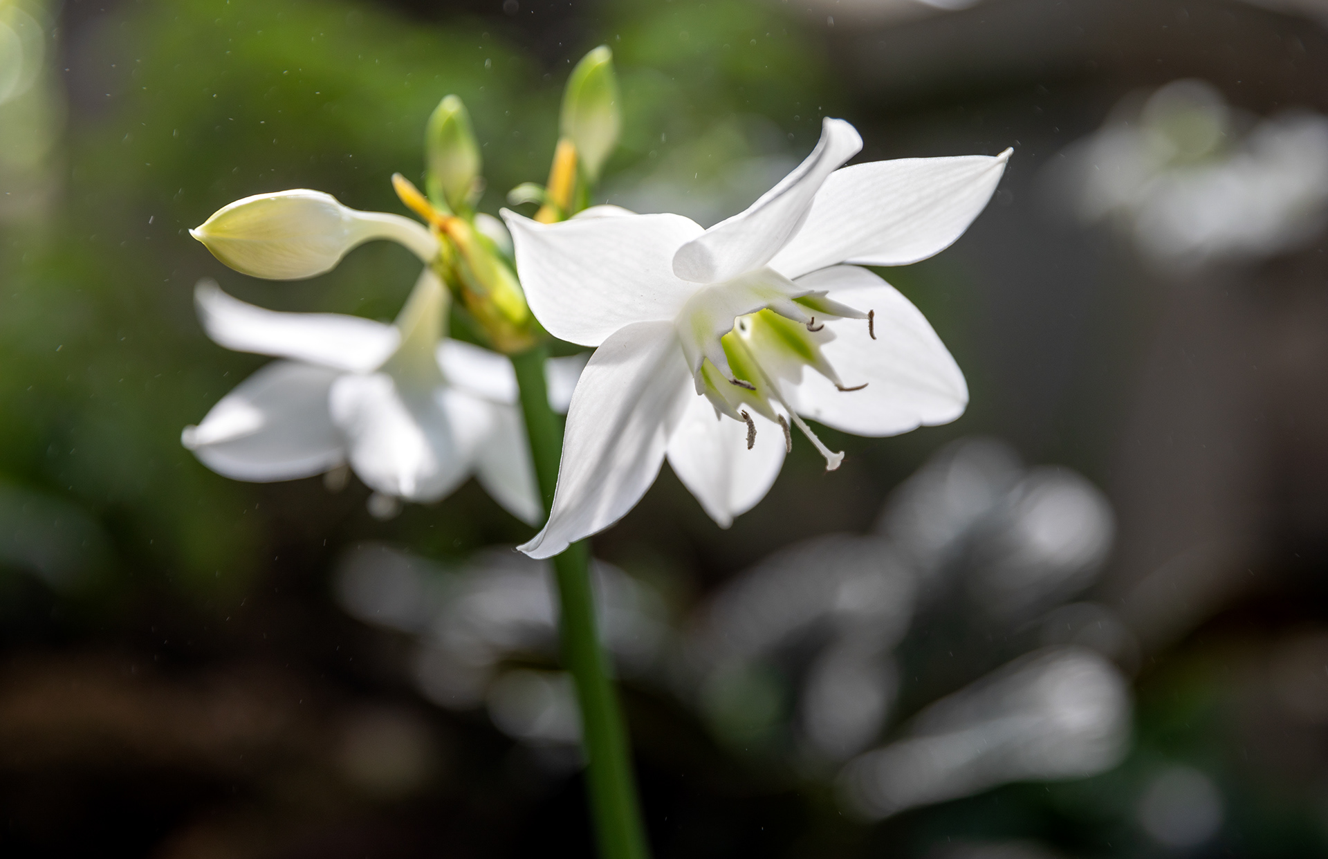 James Hamilton Photography - NATURE 2019