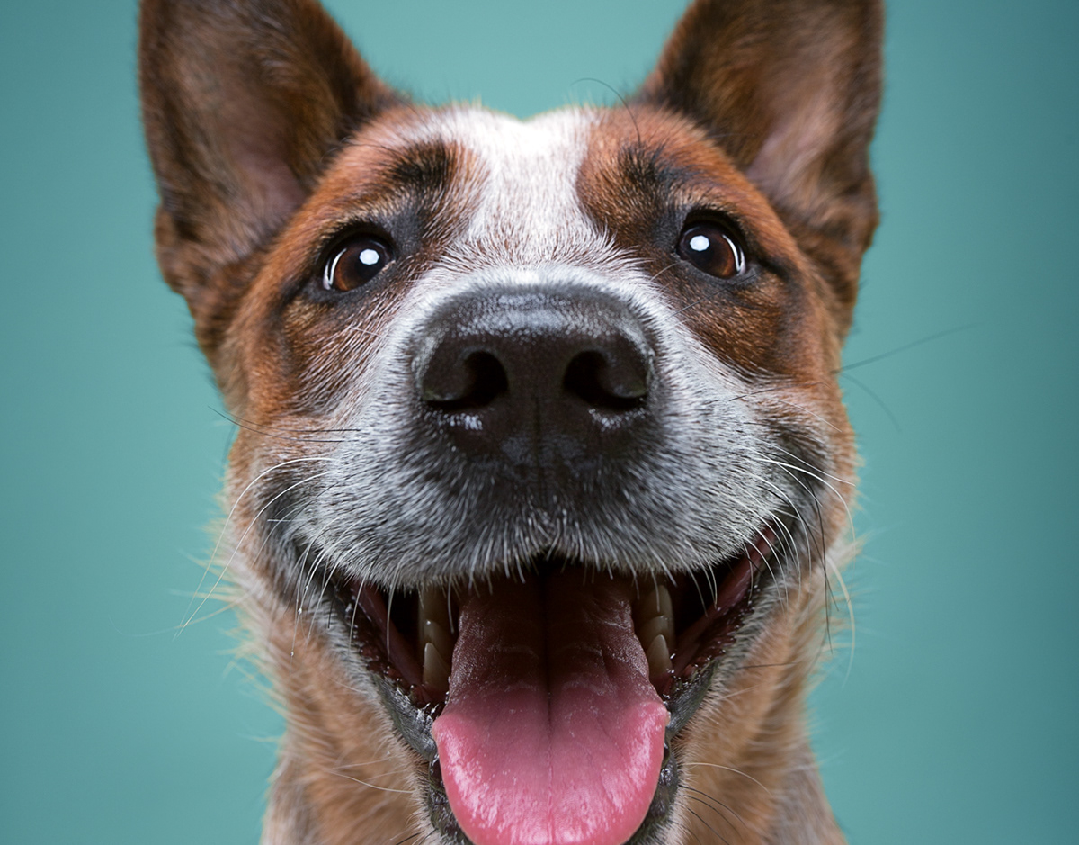 Medical Alert Dogs SA - Seizure Response Dogs