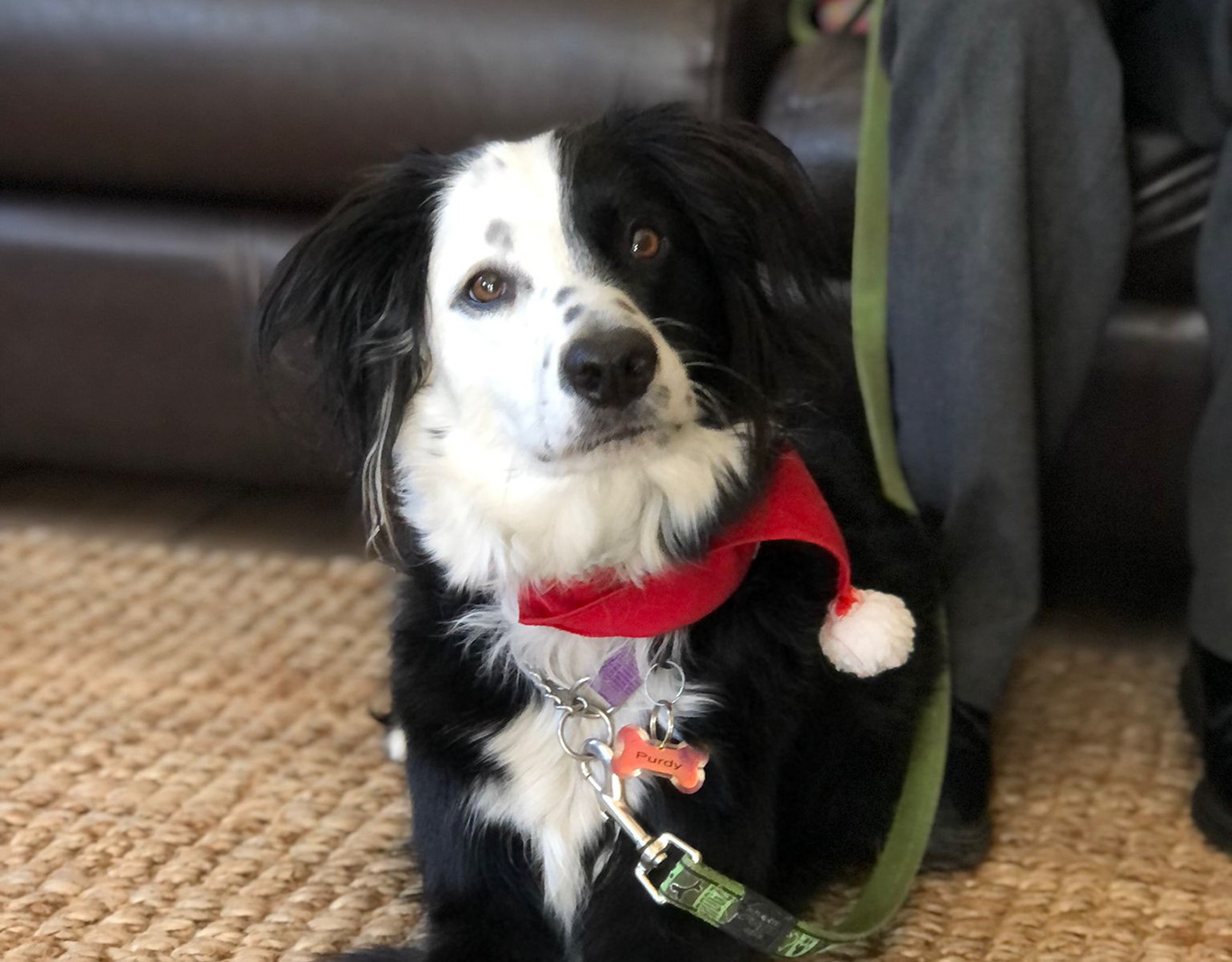 Medical Alert Dogs SA - The Dogs We Train