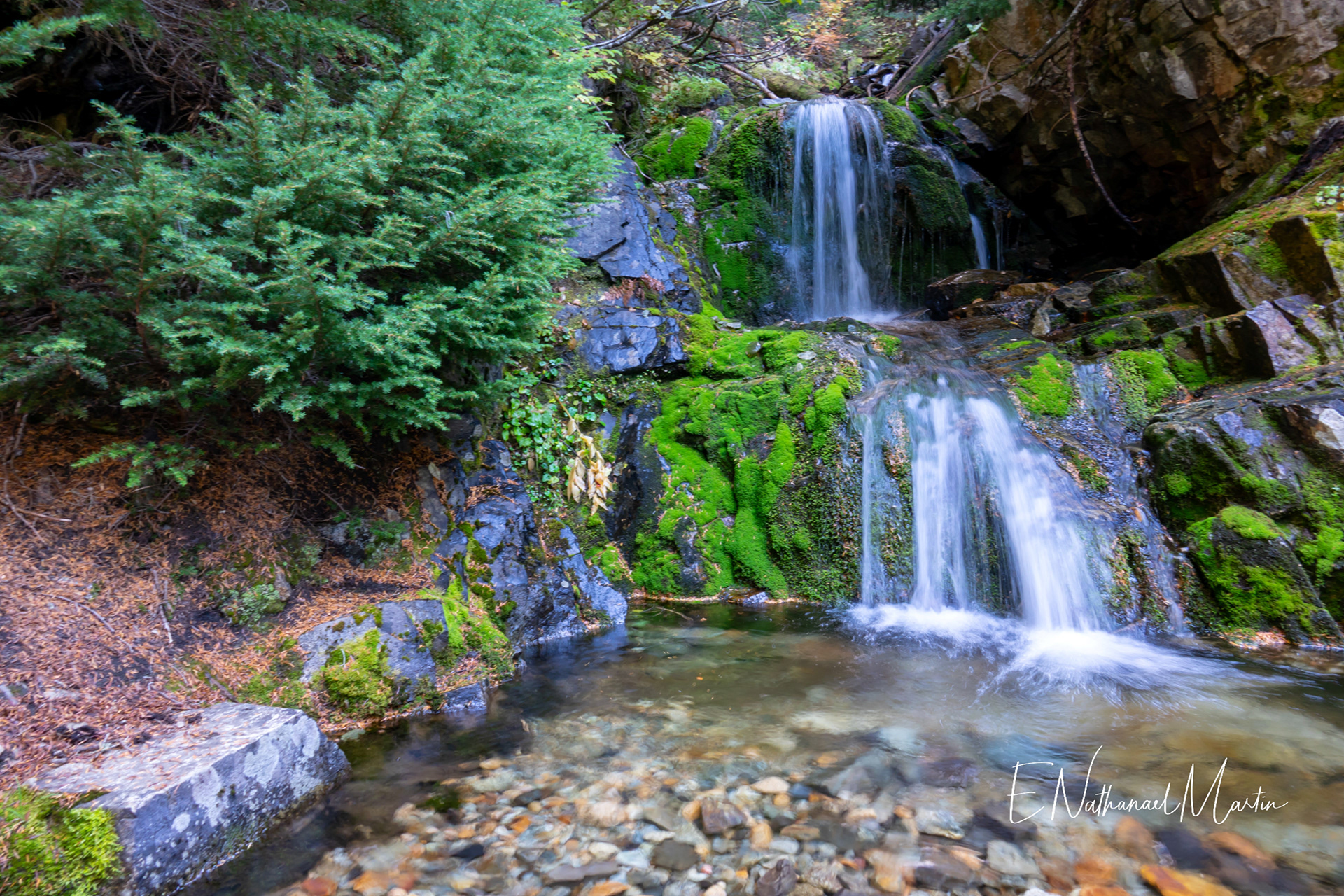Nature by Nat Photography - Larch March