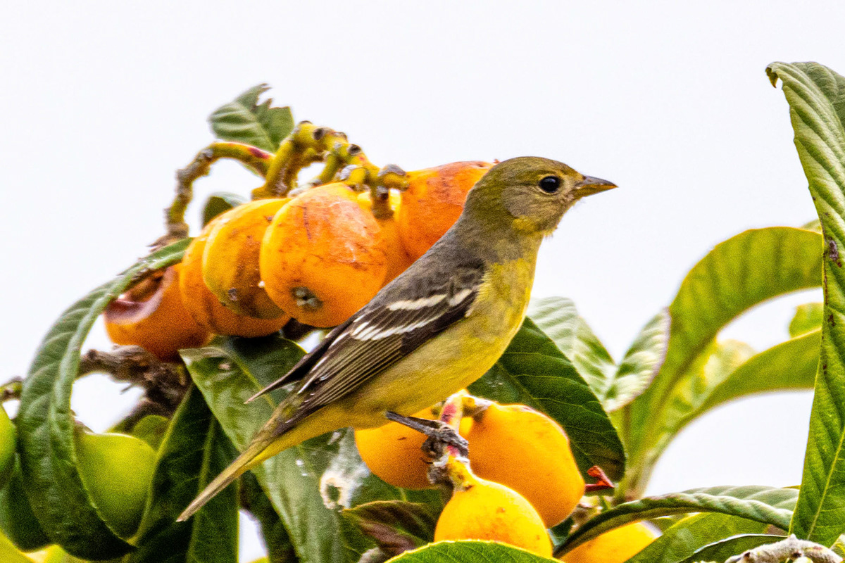 James R Anderson - Passerine Birds