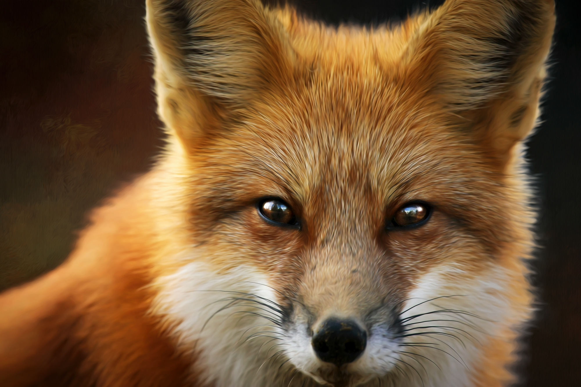 La Renarde - Sentier de la chute à Bull