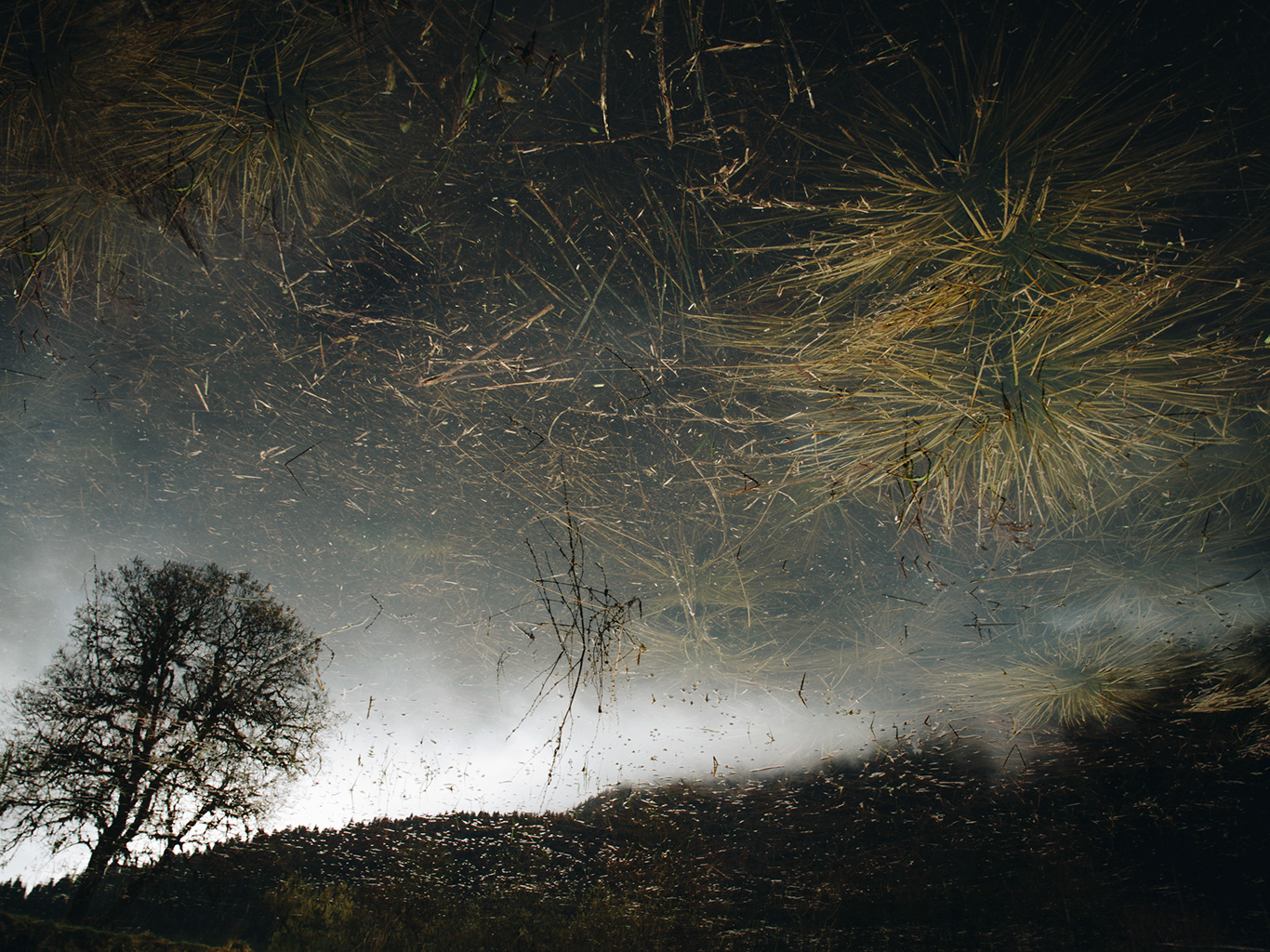 Forest Eyes Photography - Landscape