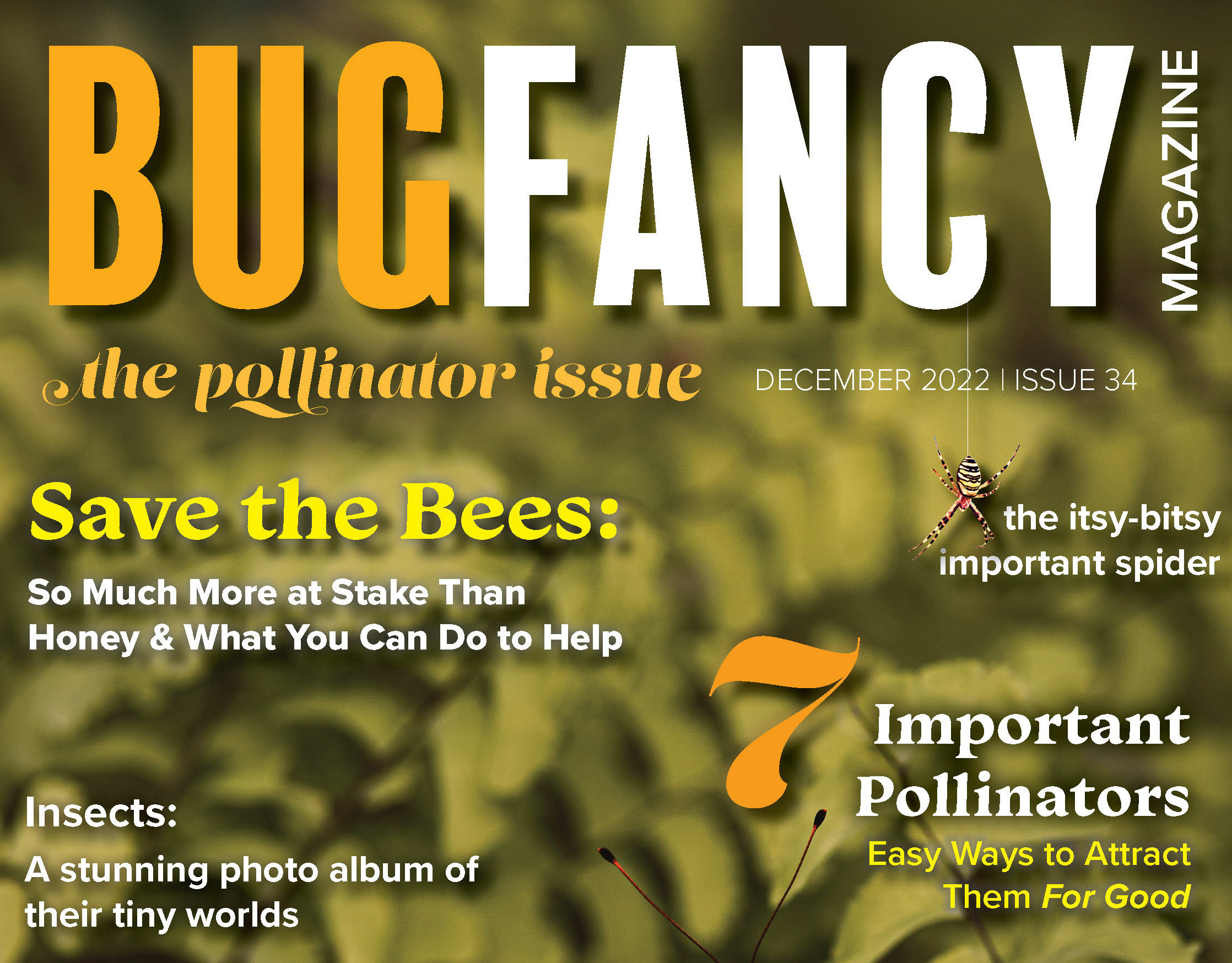 Jess Cicoria Design - Fictional "BugFancy" magazine cover & spread