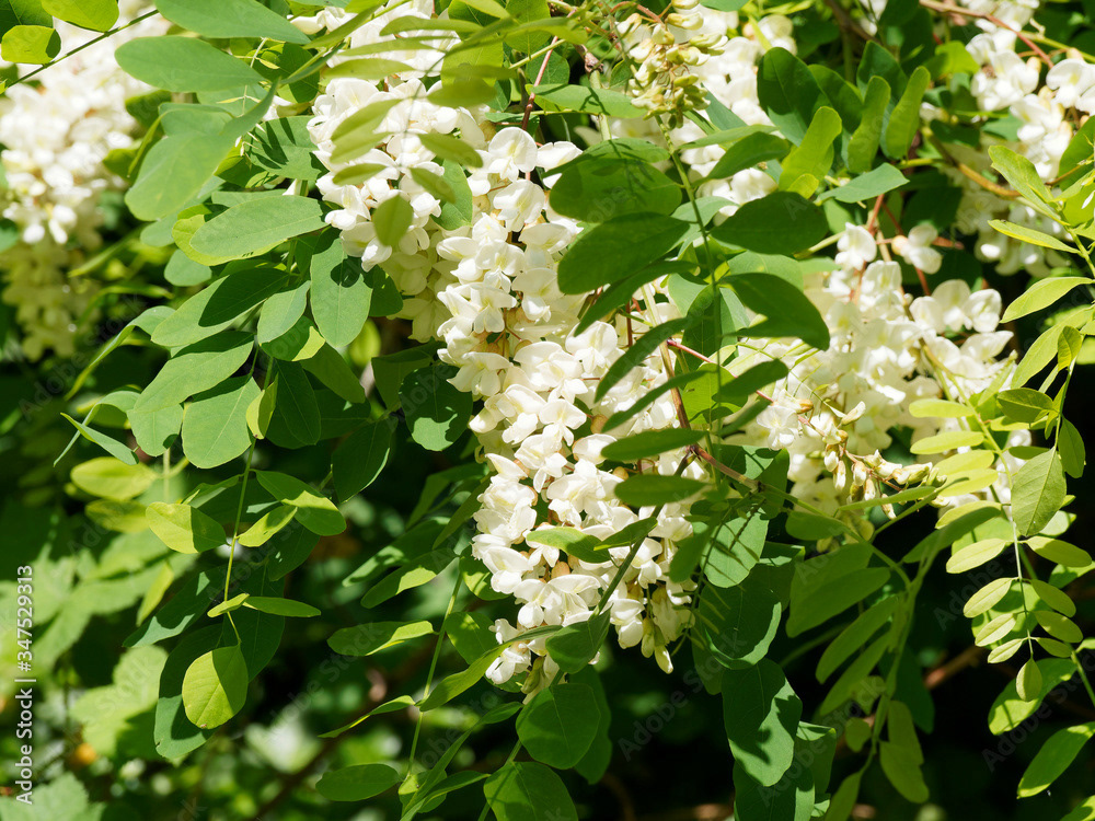 La flore en images. Les arbres remarquables et ornementaux - Robinier ...