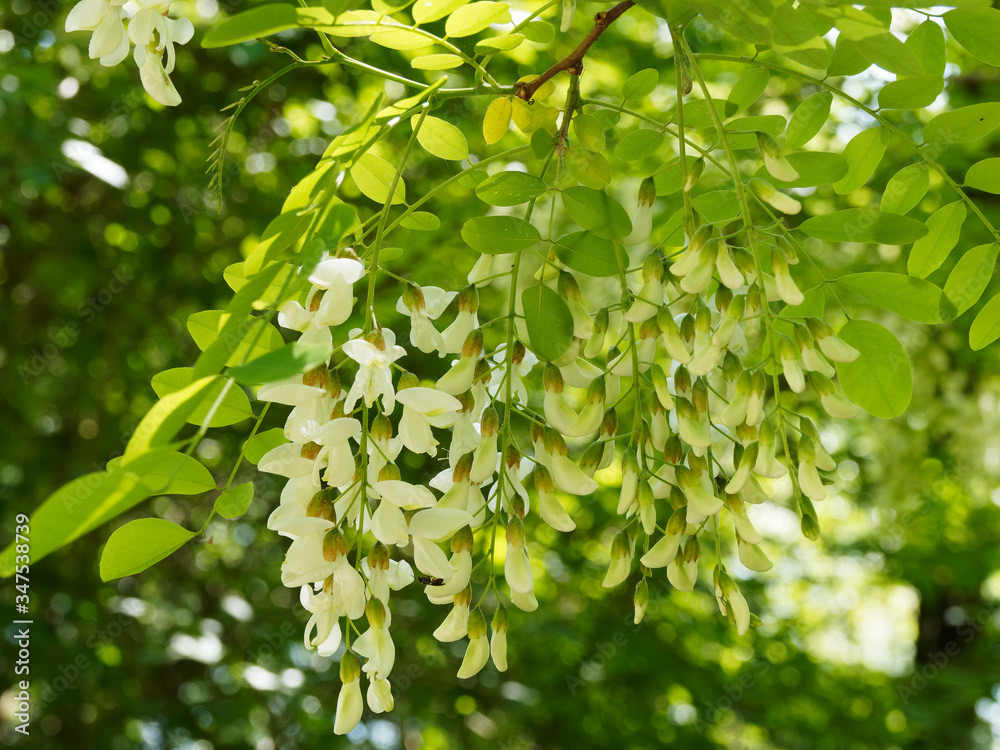 La flore en images. Les arbres remarquables et ornementaux - Robinier ...