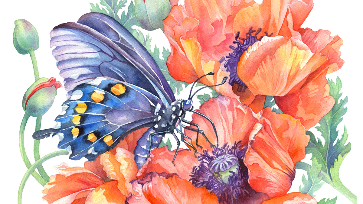 Anna Bucciarelli - CLASSES