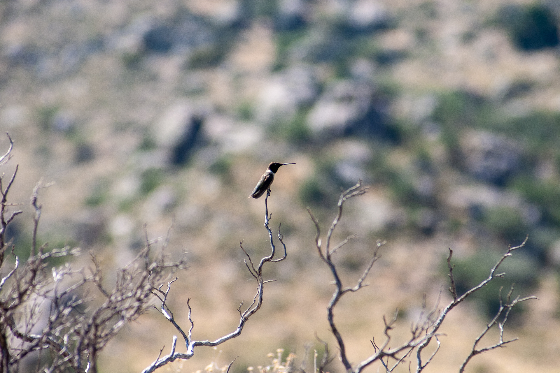 Leo Kitzinger - Perch