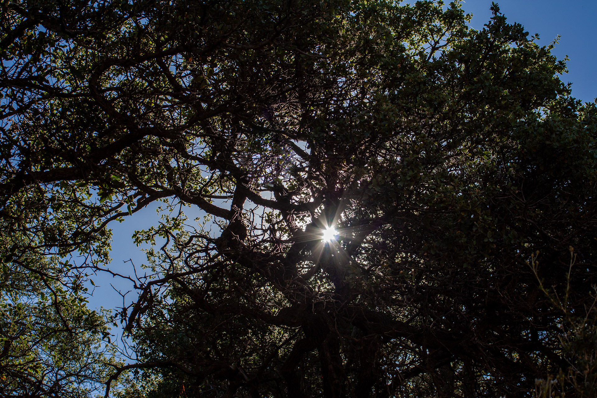 Leo Kitzinger - Sunshine