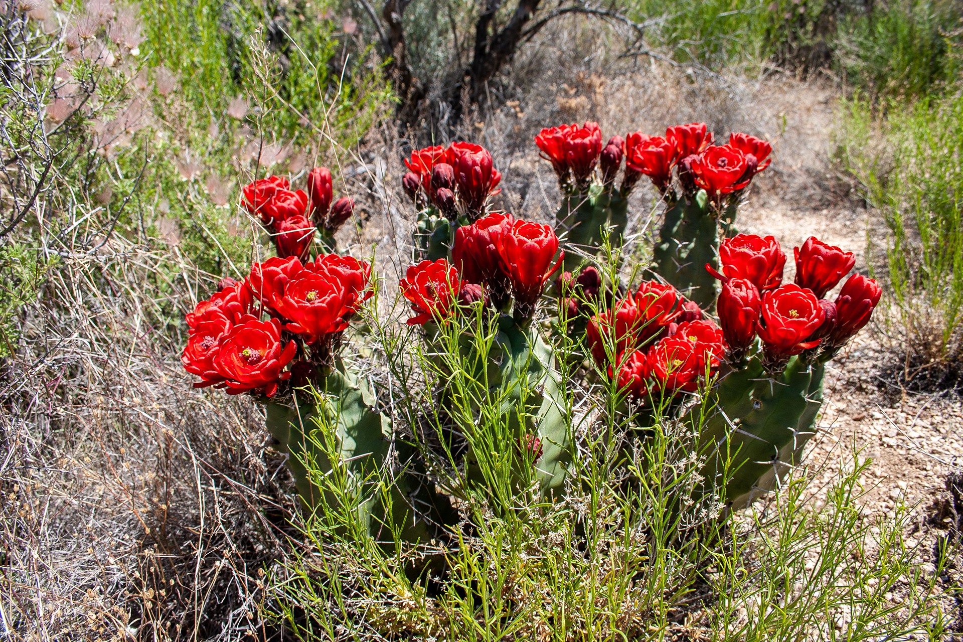 Leo Kitzinger - Hedgehog Cactus