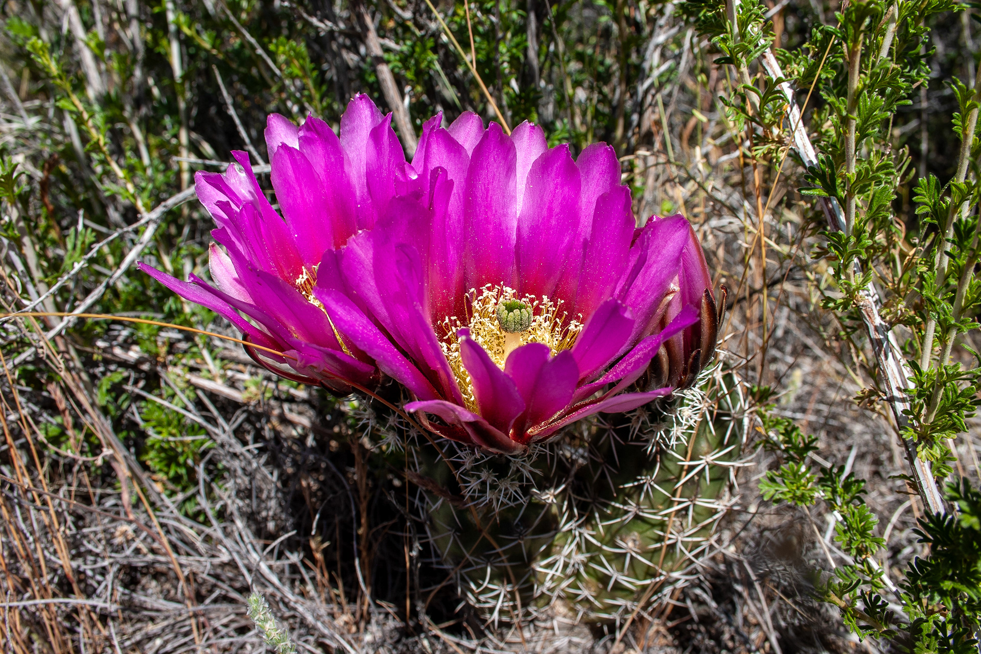 Leo Kitzinger - Hedgehog Cactus