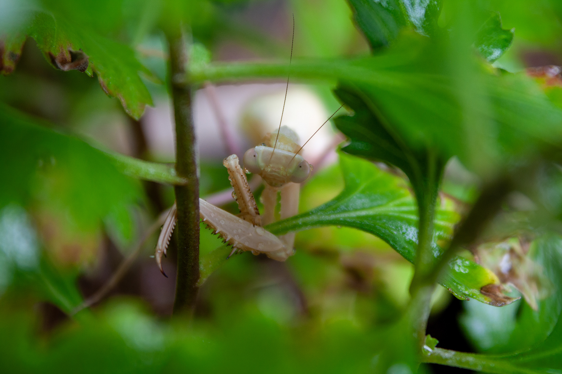 Leo Kitzinger - Praying Mantis