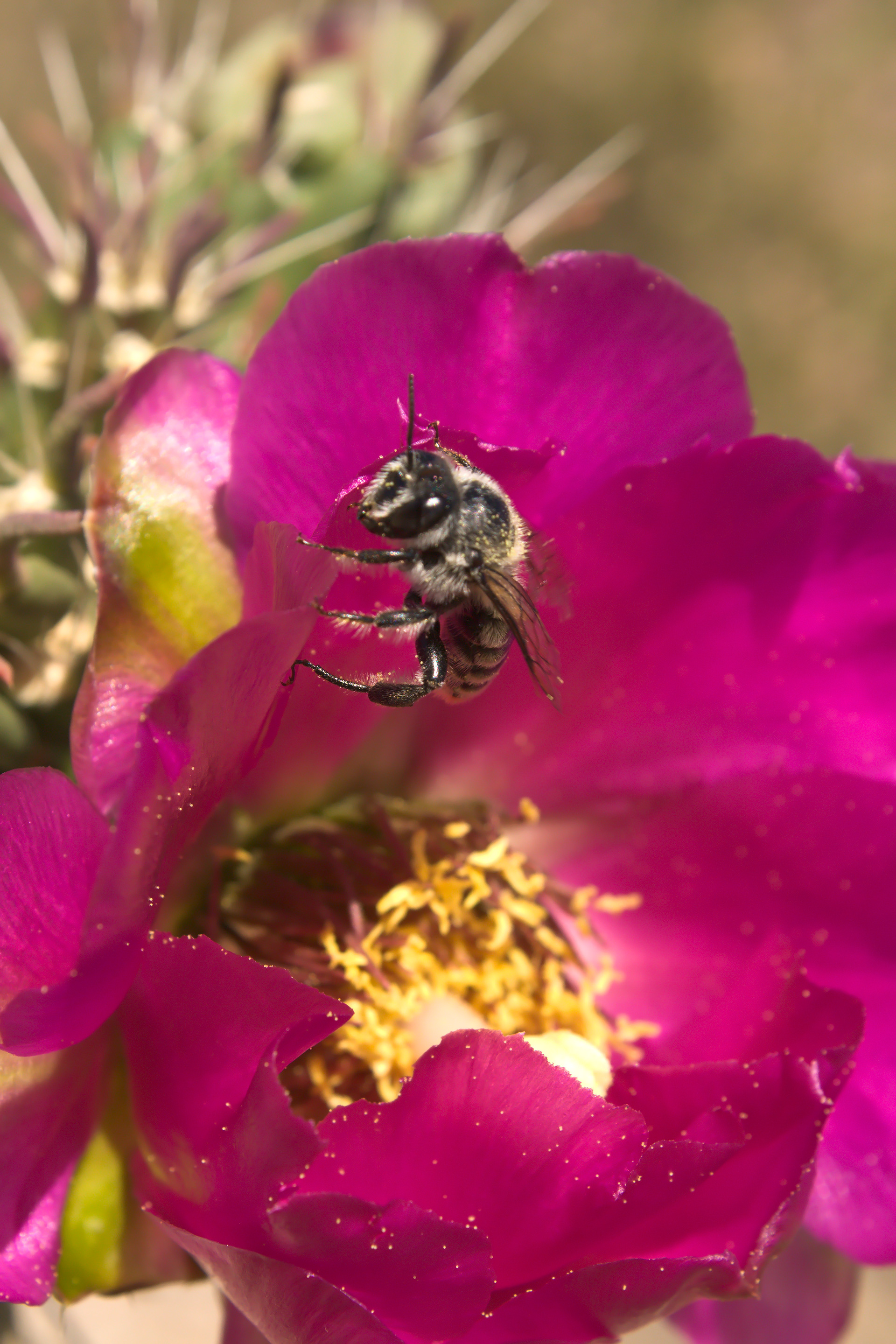 Leo Kitzinger - Bee you See