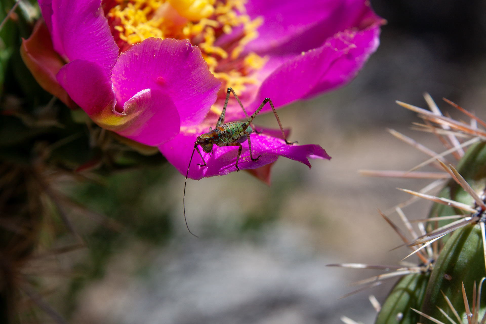 Leo Kitzinger - Bush Cricket
