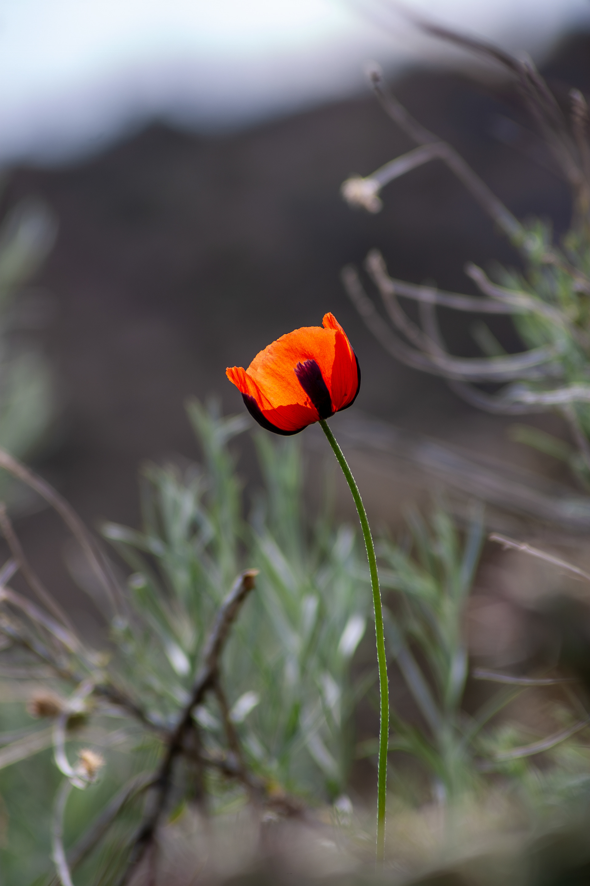 Leo Kitzinger - Oriental Poppy