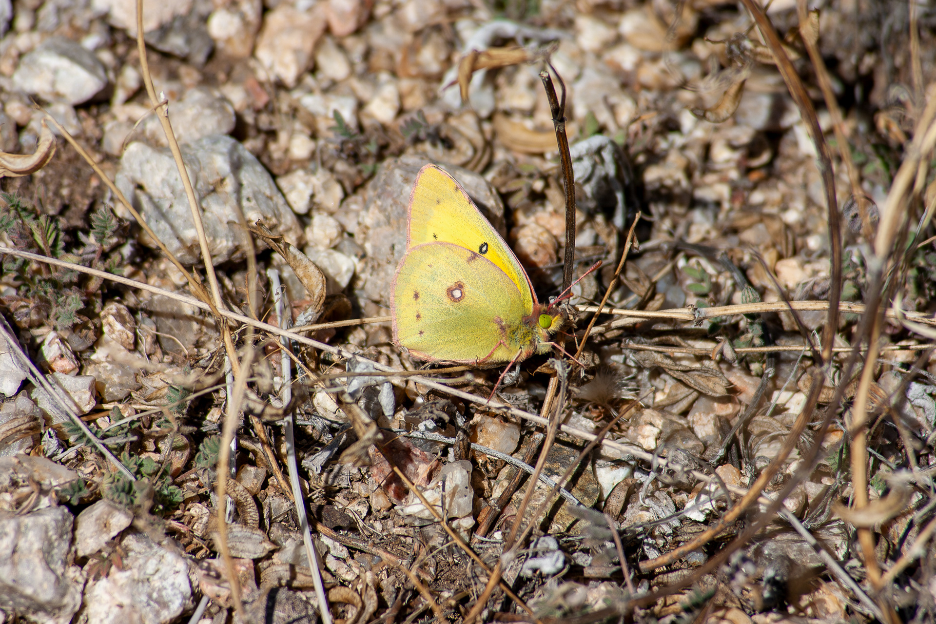 Leo Kitzinger - Pink Edge Sulphur