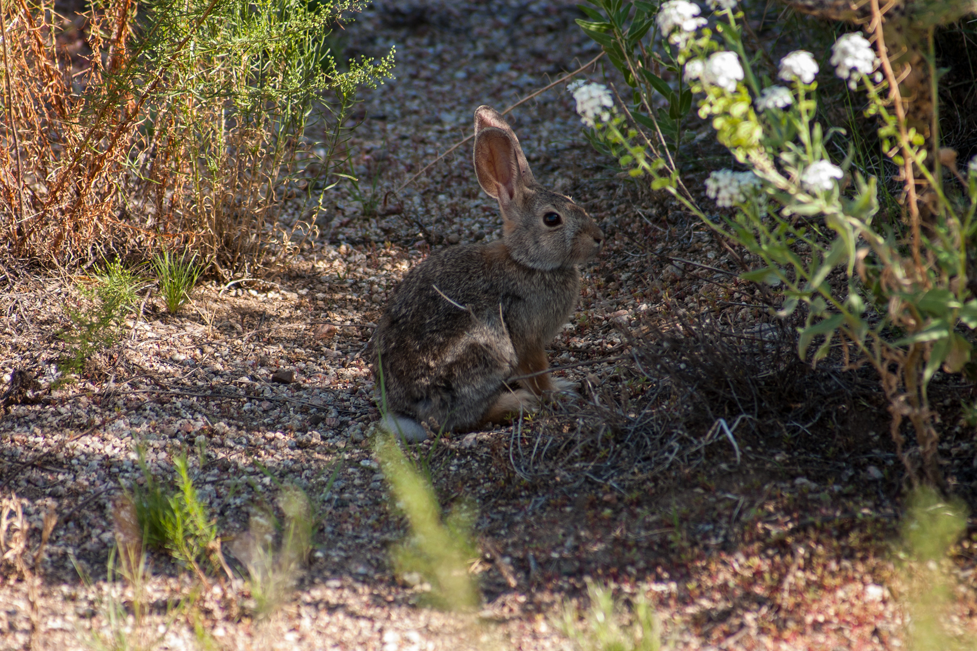 Leo Kitzinger - Cottontail Jackrabbit