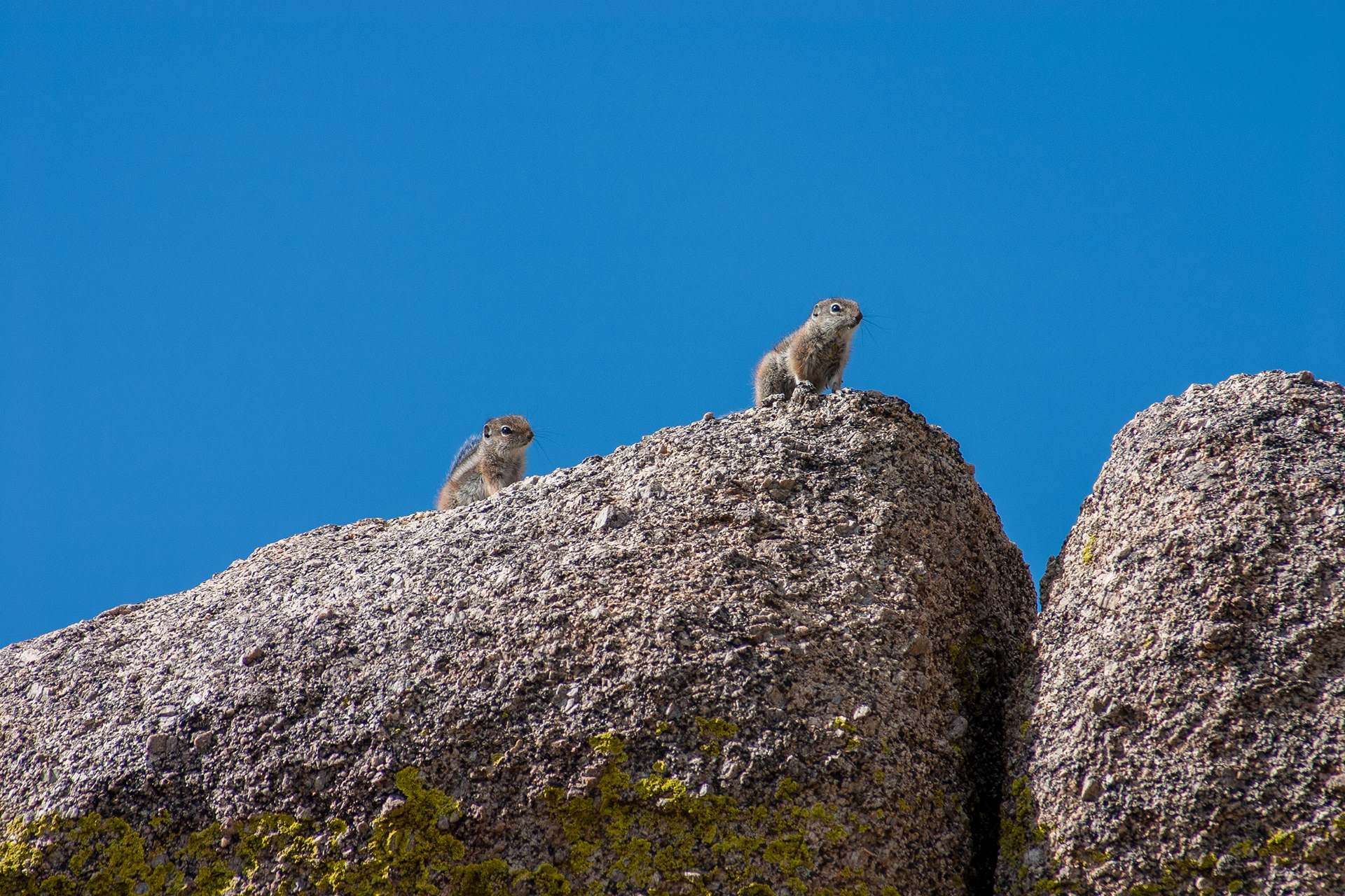 Leo Kitzinger - Chipmunks