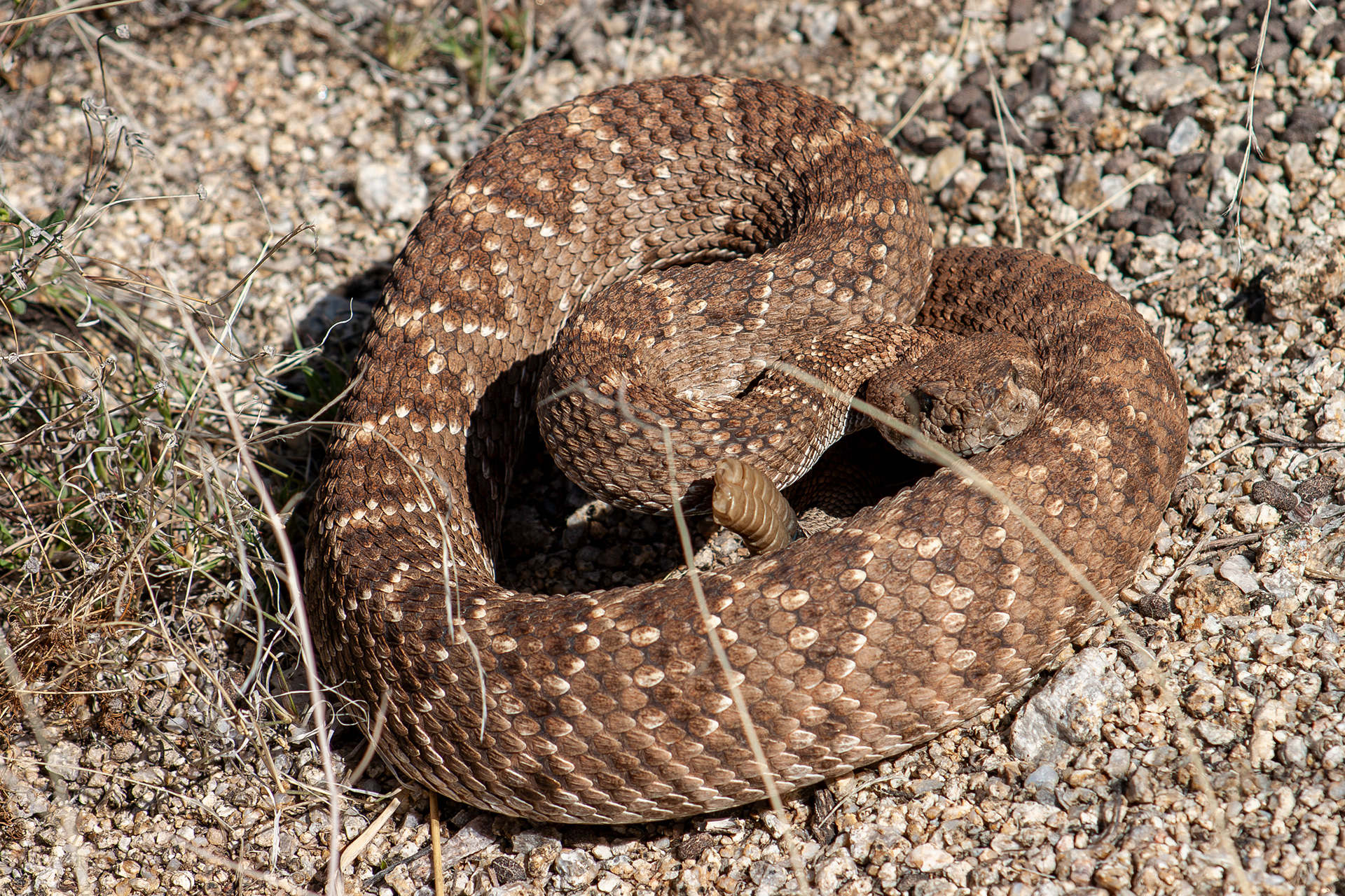 Leo Kitzinger - Western Diamondback