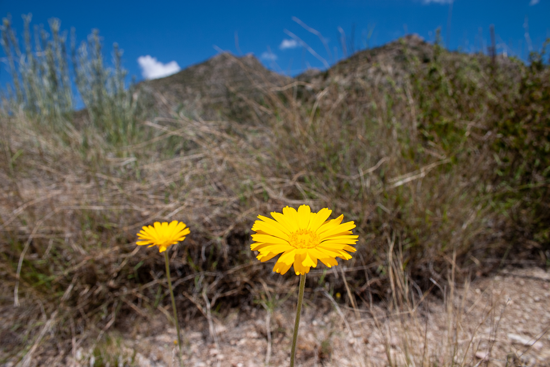 Leo Kitzinger - Landscape