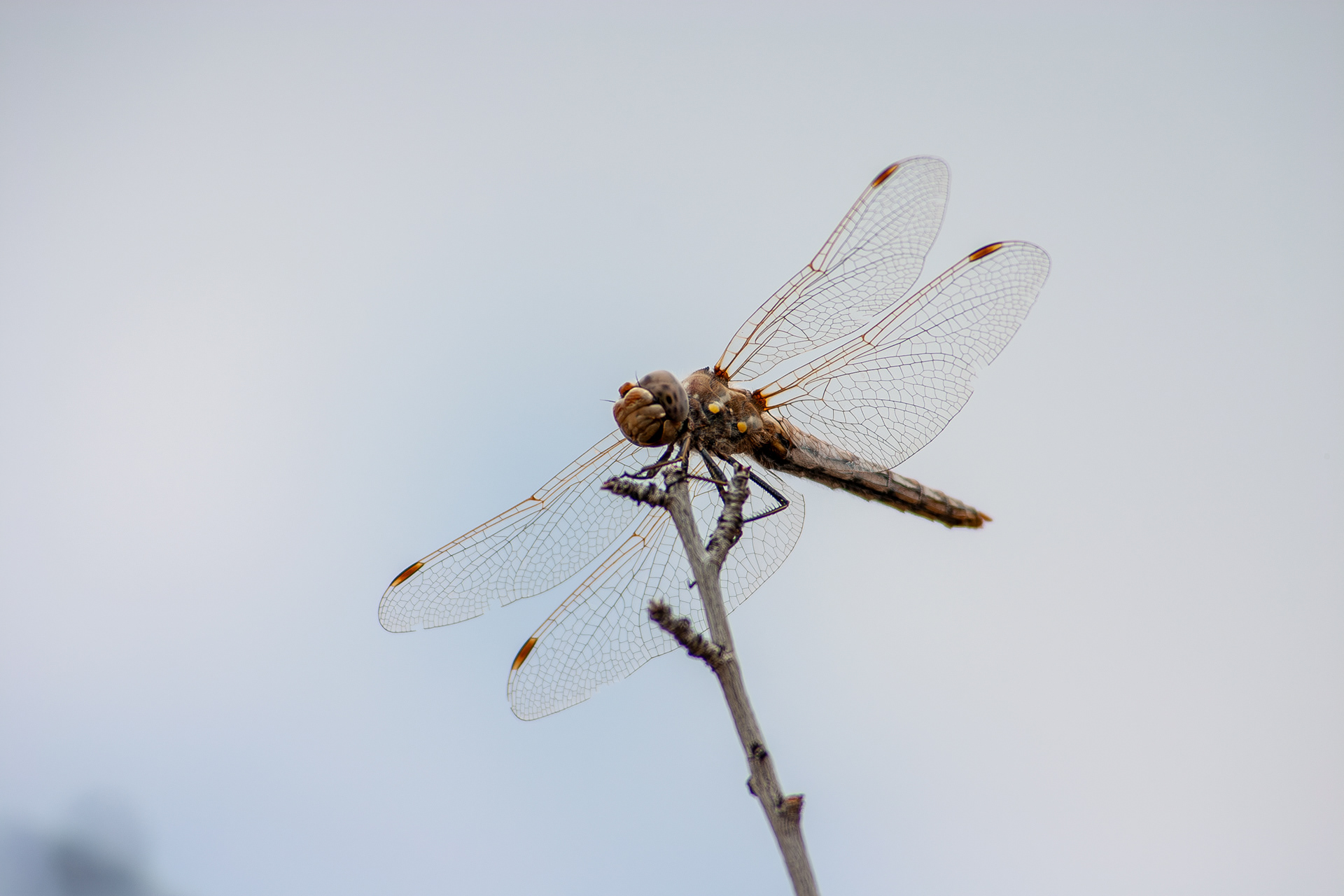 Leo Kitzinger - Dragonfly