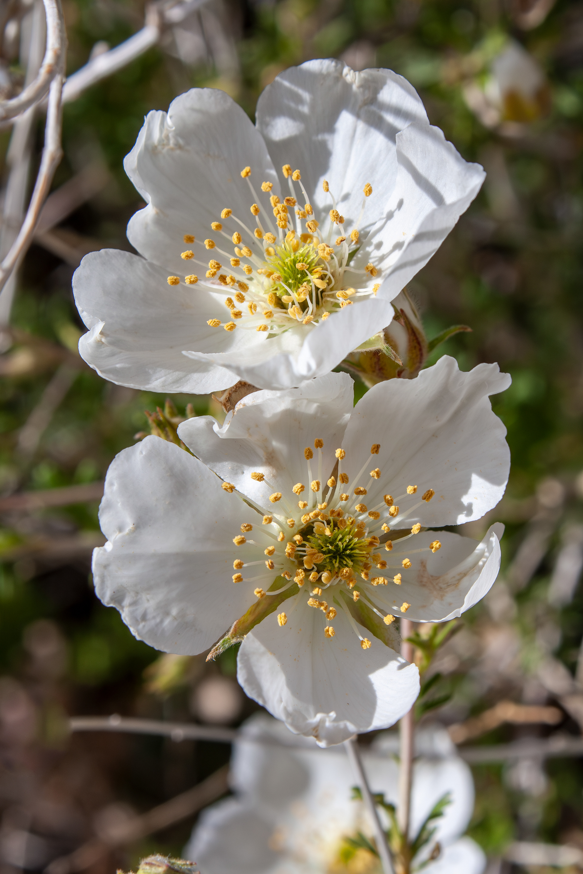 Leo Kitzinger - Apache Plume
