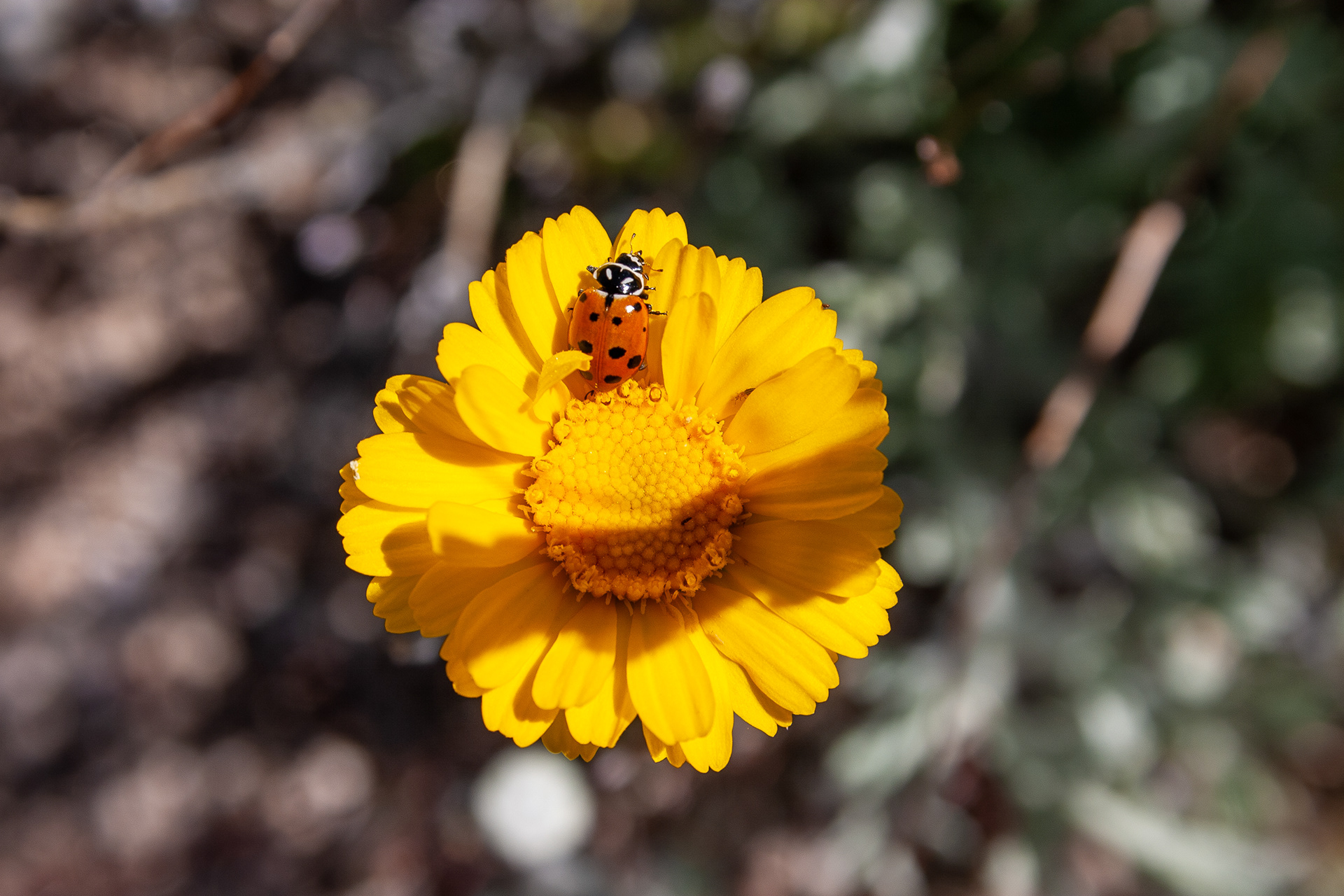Leo Kitzinger - Hymenoxys Grandiflora
