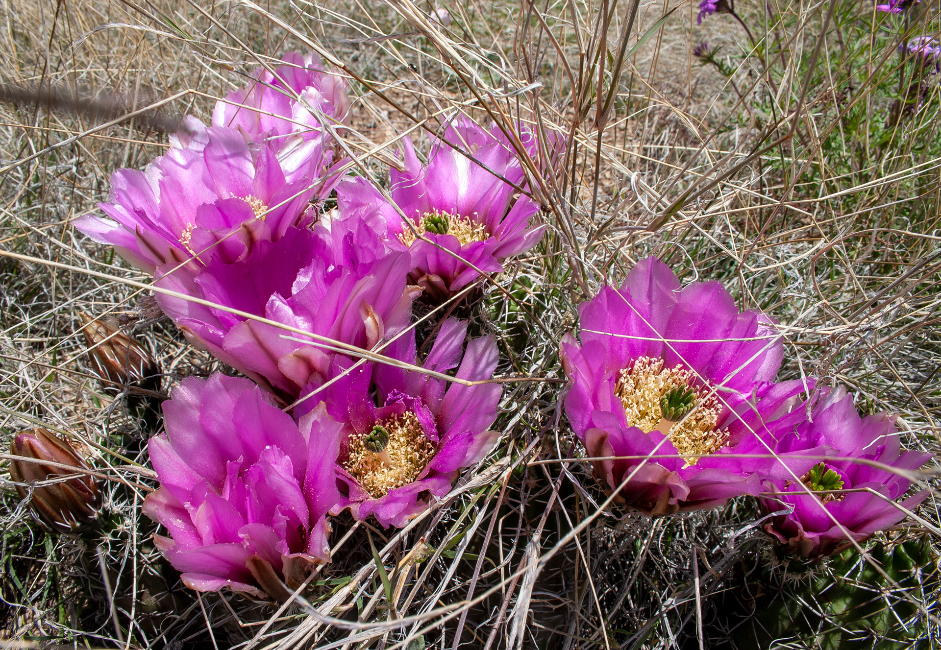 Leo Kitzinger - Strawberry Hedgehog Cactus
