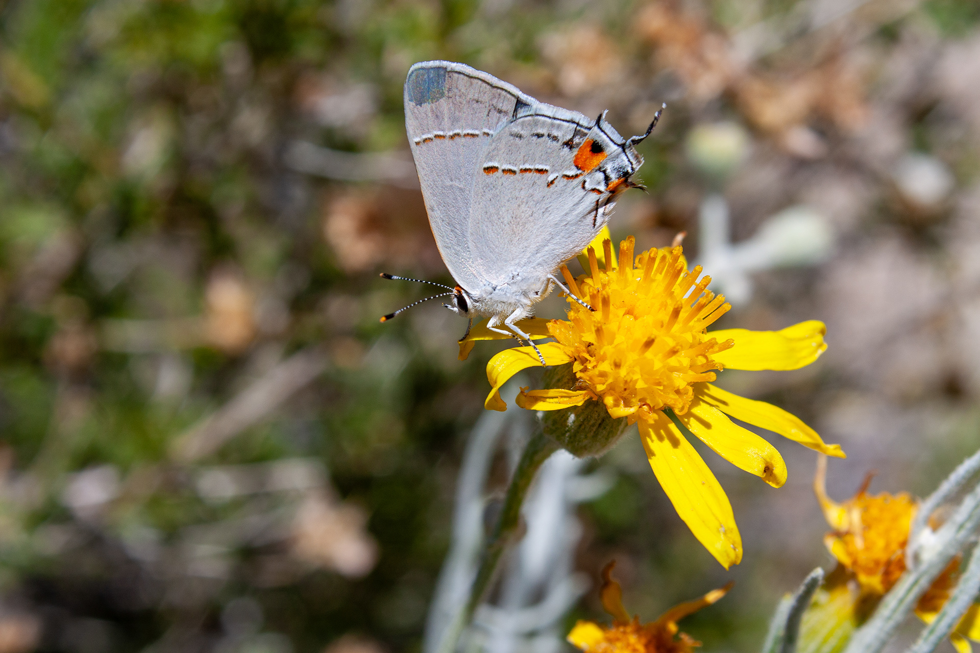Leo Kitzinger - Blue