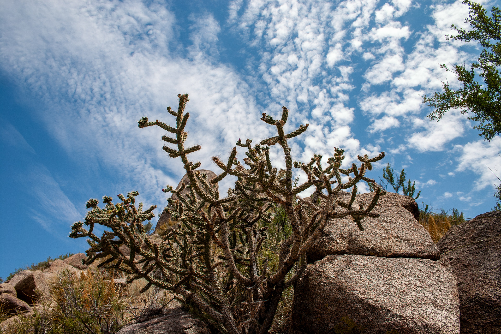 Leo Kitzinger - Cactus Skyscape