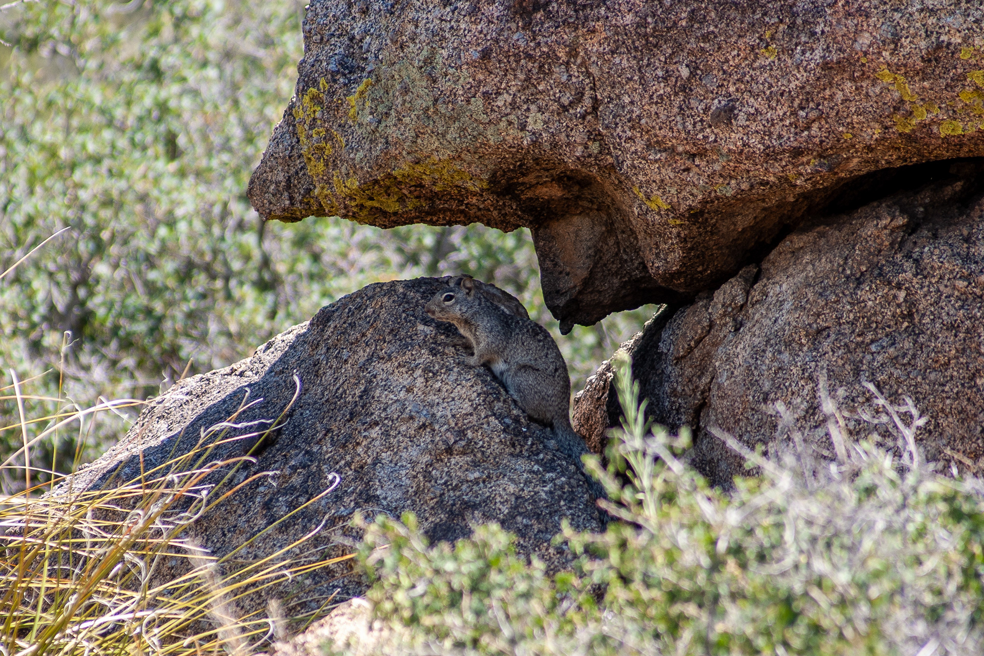 Leo Kitzinger - Rock Squirrel